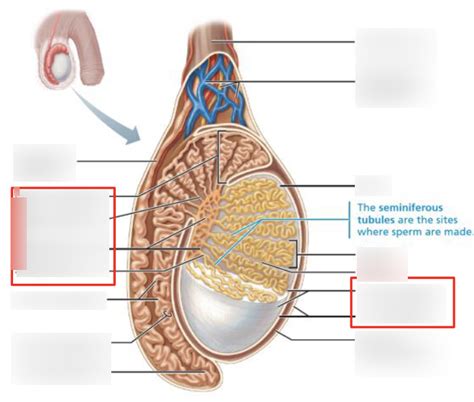 Male Testis Diagram Quizlet