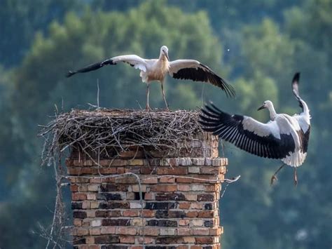 Jak zabezpieczyć kominy i wentylacje przed ptakami Budowa