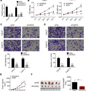 Down Regulation Of CASC9 Inhibited Cell Proliferation Migration And