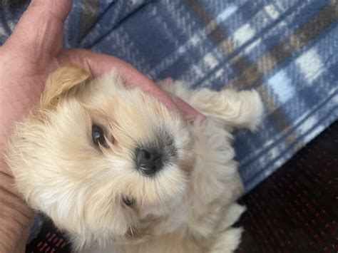 Bichon Maltais Nain Prix Maroc