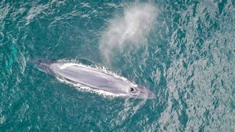 Baleia Tropical Bryde é avistada em Ilhabela Descubra tudo sobre essa