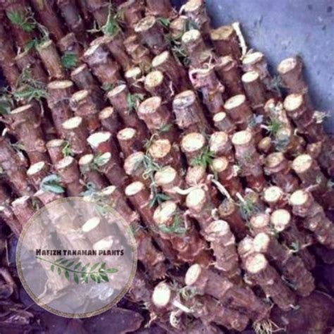Jual Bibit Pohon Singkong Mentega Ikat Paket Bibit Stek Batang Pohon
