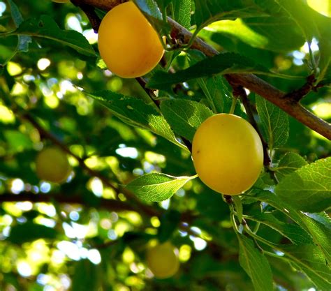 Yellow Colored Fruit