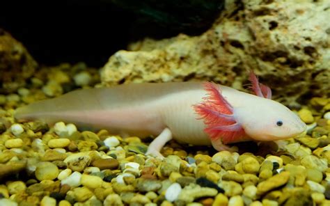 Conoce las características del ajolote mexicano Michin Puebla Aquarium