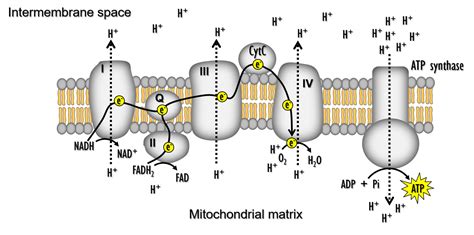 Oxidative Phosphorylation Oer Commons