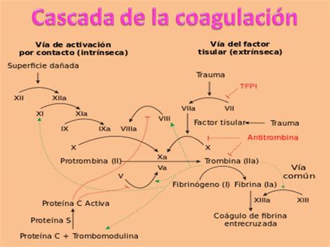 Métodos didácticos para el aprendizaje de Fisiología Humana Cascada