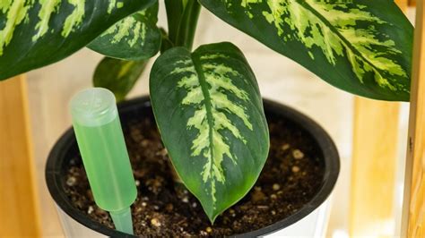 El Abono Casero Que Resuelve Todas Las Enfermedades De Las Plantas Del