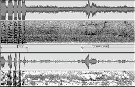 automatic labeling and denoising of orca recordings using marsyas download scientific diagram