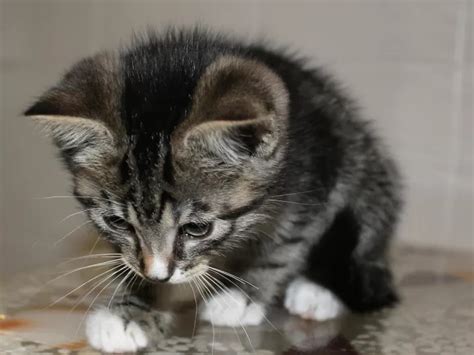 Descubre cómo determinar el sexo de un gatito macho o hembra Cocinas