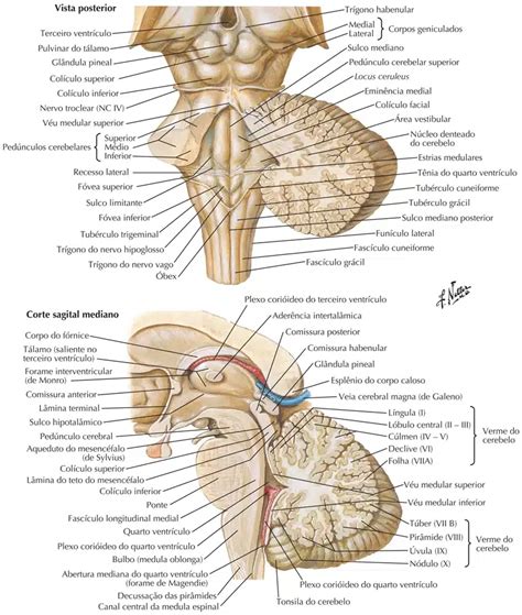 Diencéfalo Anatomia papel e caneta