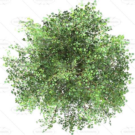 Top View Trees Plans Trees Top View Tree Plan Png Tree Photoshop