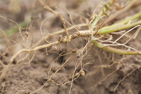 Nitrogen Fixing Edible Plants Learn Articles Orchard Of Flavours