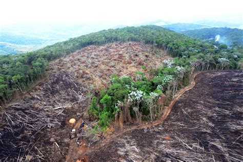Brasil perdeu 82 milhões de hectares de vegetação florestal desde 1985