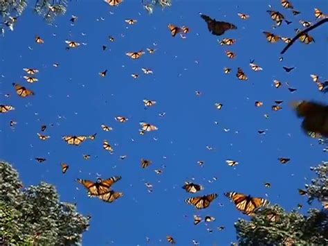 Blue Butterfly Flying In The Sky
