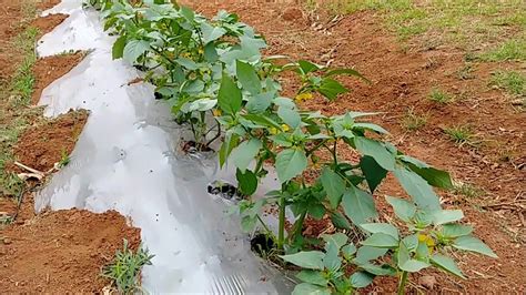 Cómo Cultivar Tomate Verde en México Guía Paso a Paso