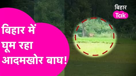Bihar क इस गव म घम रह आदमखर बघ बच क नकल बहर मक दख कर
