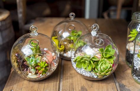Le guide ultime pour créer et entretenir un terrarium de plantes tout