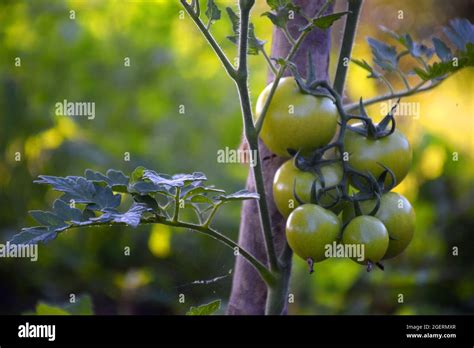 A Tomato Plant Growing With The Help Of Dried Bamboo With Raw Tomatoes