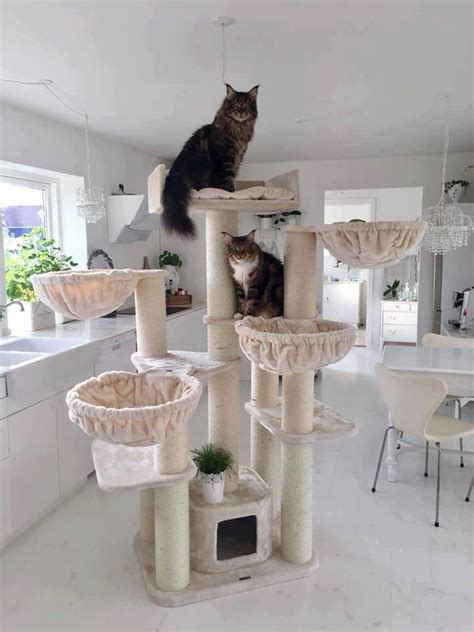 Arbre à chat Maine Coon Fantasy Plus crème LIVRAISON GRATUITE Cat