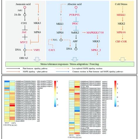 Expression Changes In Plant Hormone Signaling And Mapk Signaling Plant