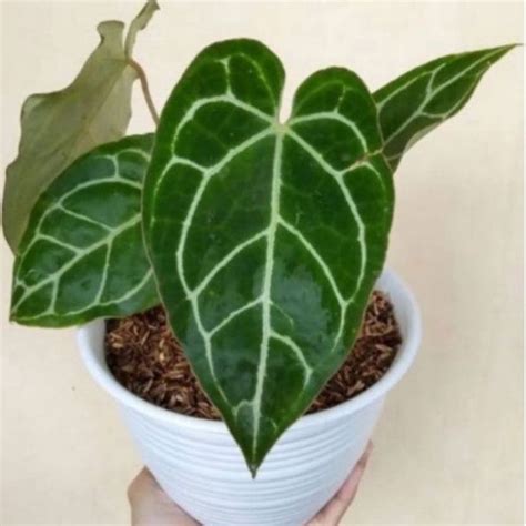 Jual TANAMAN HIAS KUPING GAJAH Tanaman Hias Kuping Gajah Shopee Indonesia