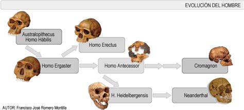 Blog de Sociales 1º ESO EL PROCESO DE HOMINIZACIÓN