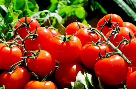Pomodori Proprietà Benefici e Valori Nutrizionali Mr Loto