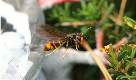 Asiatische Hornisse in NRW Eine Bedrohung für lokale Bienenvölker