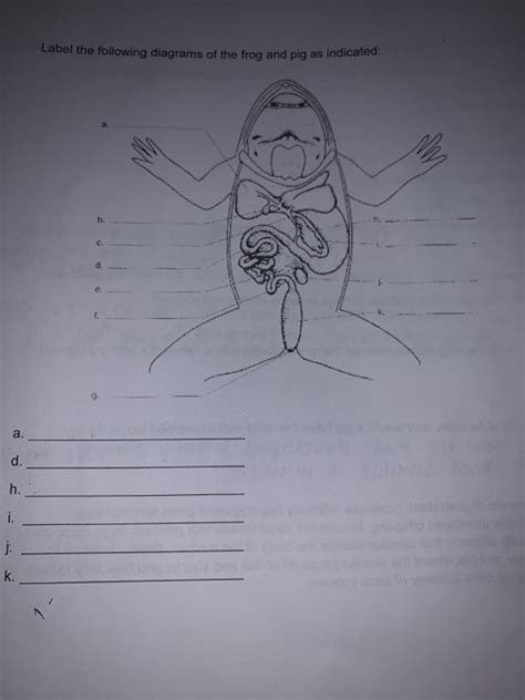Solved Label The Following Diagrams Of The Frog And Pig As Chegg