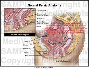 Medivisuals Normal Pelvic Anatomy Medical Illustration