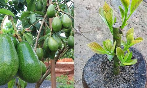 Aprenda cultivar abacate em vaso a partir do caroço Feliz Saúde