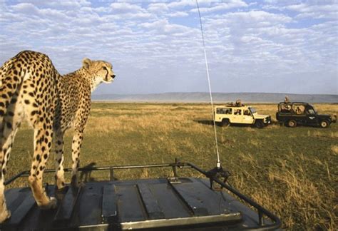 6 Day Gorilla Masai Mara Gorilla And Wildebeest Safari Safari