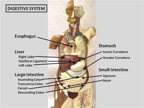 Digestive System Labeled Model