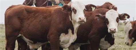 Adaptación de ambientes para producir carne de calidad Ganadería y