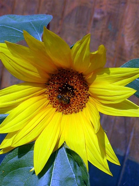Solros Sommar Blomma Gratis foto på Pixabay Pixabay