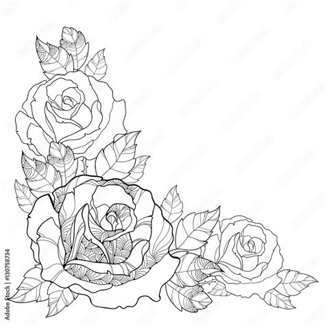 Vector Illustration With Outline Rose Flower And Foliage Isolated On