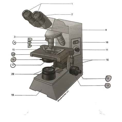 Parts Of A Microscope Diagram Quizlet