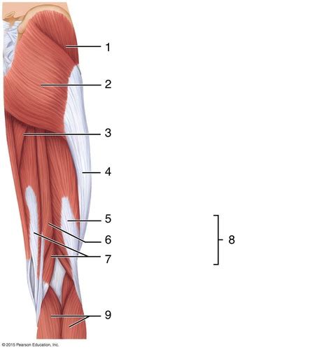 Muscles Label Limbs Flashcards Quizlet