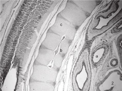 Transverse Section Through The Thorax Of An Embryo At Stage H E