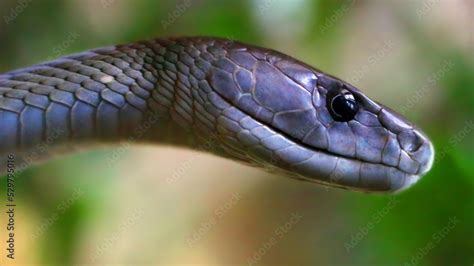 The Black Mamba Dendroaspis Polylepis Portrait Of A World S Most