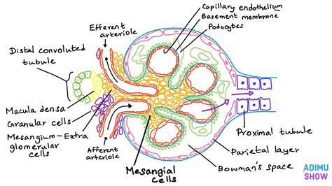 Kidney Diagram Renal Capsule Renal Capsule Anatomy