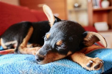 5 principais motivos para ter um cão Magazine PT Portal de Novidades