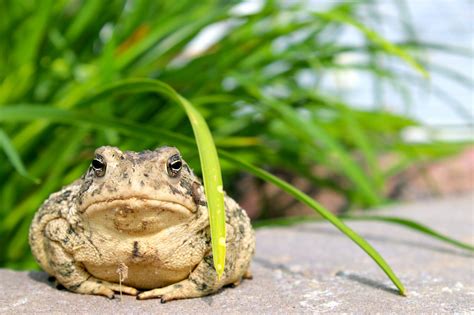 Diferença entre sapo rã e perereca Ambientebrasil Ambientes