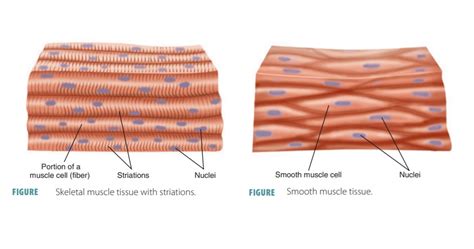 Smooth Muscle Cell Structure