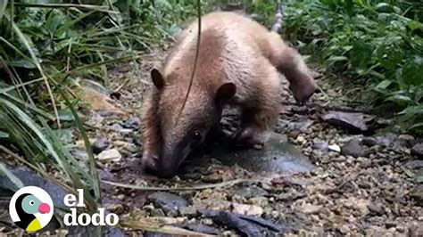 Bebé oso hormiguero rescatado aprende a ser salvaje Pequeño y