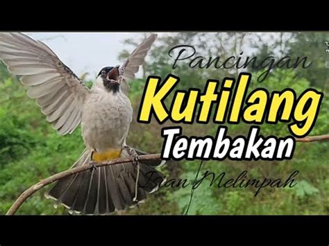 Suara Pancingan BURUNG KUTILANG Gacor Ampuh Isian Melimpah YouTube