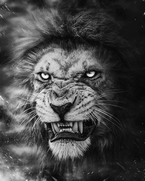 Pin by Carlinhos Oliveira Sousa on Salvamentos rápidos Lion art Big
