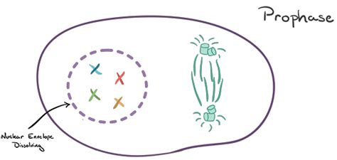 Mitosis And Meiosis Cbse Class Notes Online Classnotes