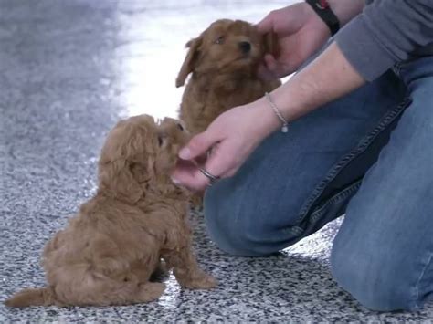 Ces chiots Cavapoo apprécient jouer avec leur maîtresse vidéo