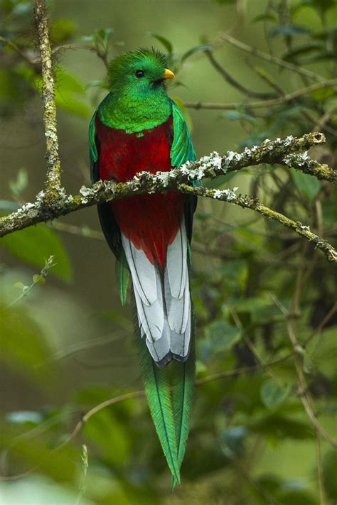 El Impresionante Vuelo Del Quetzal El Ave Sagrada Que Fue Vista En La